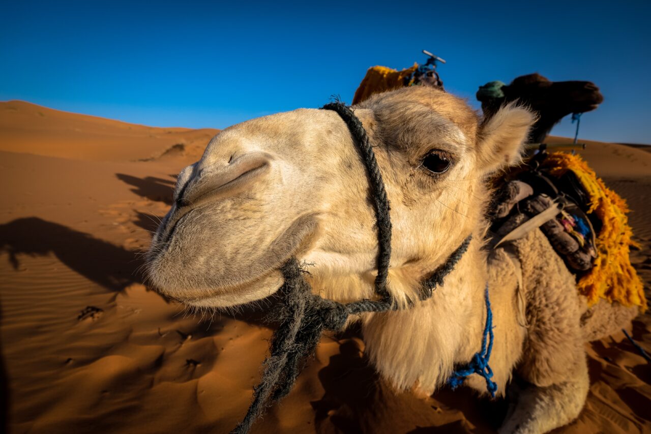 Unique Private Desert Dinner with Falcon Show & Camel Experience - GoToDXB